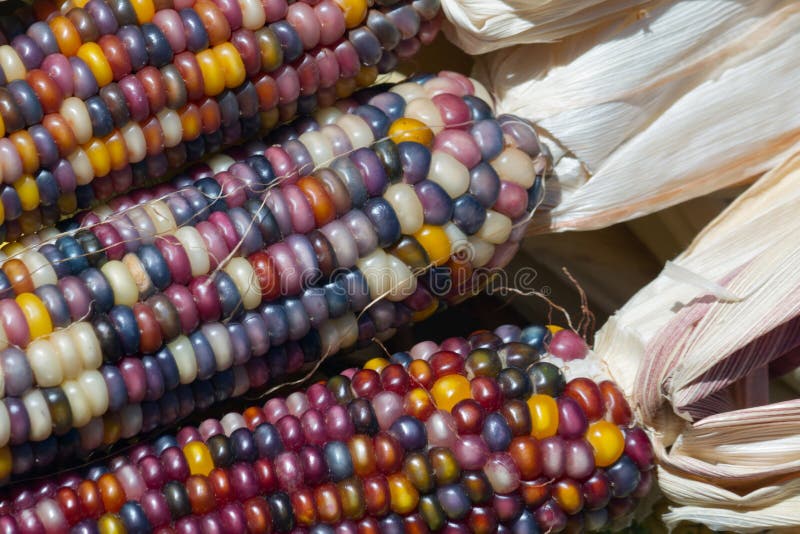 Colorful Indian Corn Hanging on Wooden Wall. Stock Photo - Image of ...