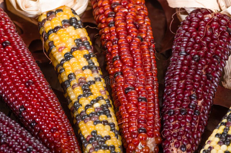 Fall Indian Corn with Leaves Stock Image - Image of leaves, food: 35438663