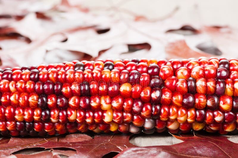 Indian Corn Colorful for Decoration Stock Photo - Image of harvest ...