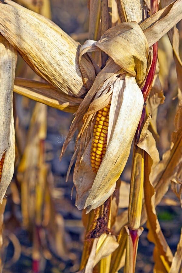 Corn Field stock photo. Image of agronomy, harvest, grow - 33189154