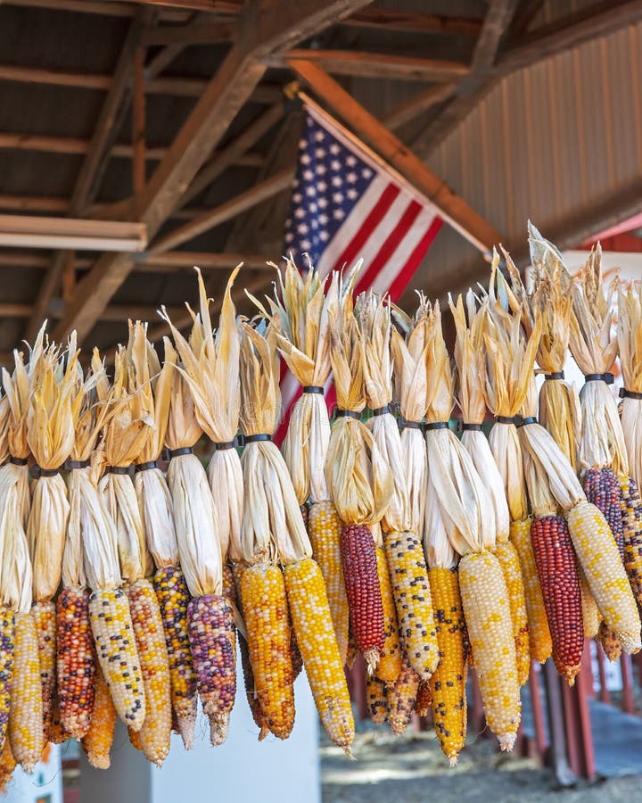 Colorful Flint Corn Display Stock Photos - Free & Royalty-Free Stock ...