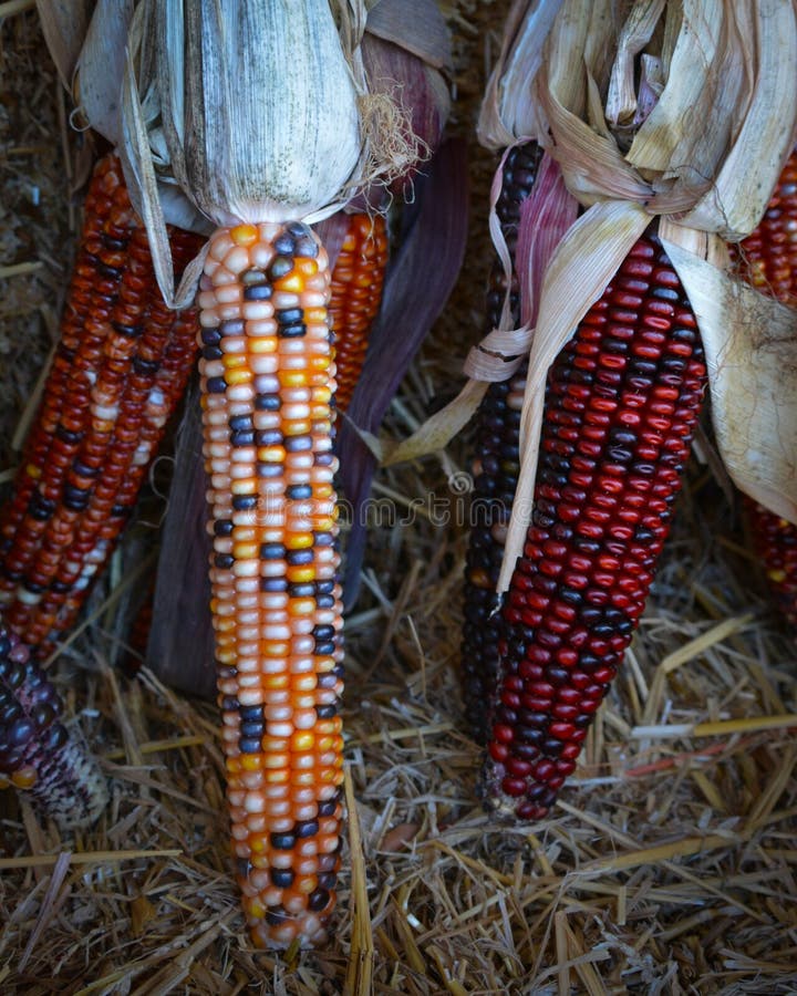 Corn on the Cob Display at Agricultural Show Stock Image - Image of ...