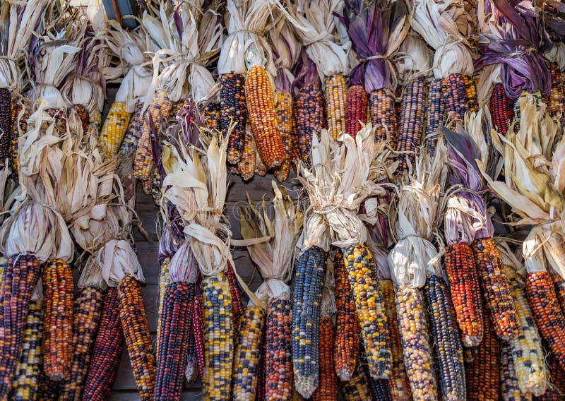 Indian corn stock photo. Image of dried, grain, vegetables - 101032610