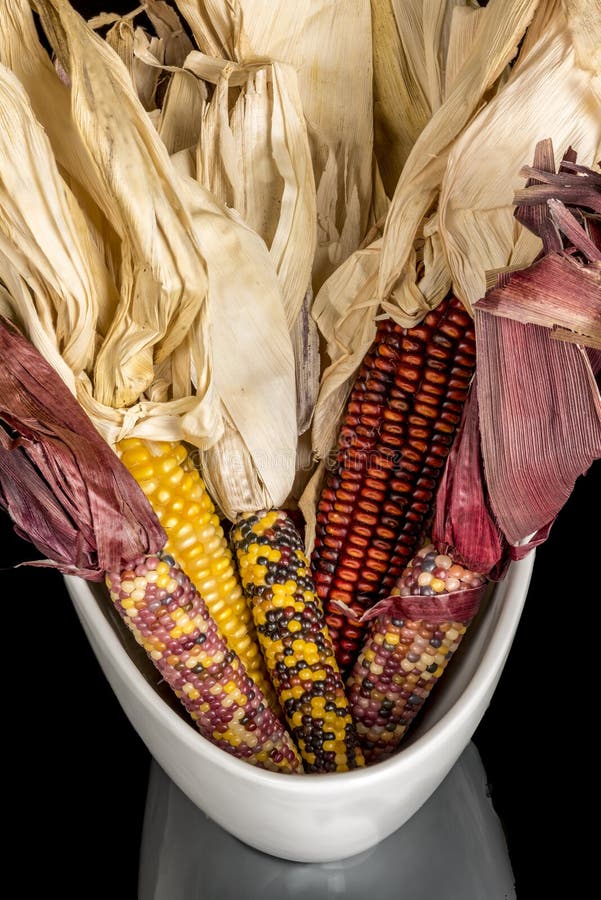 Indian Corn on Display in a White Dish Stock Image - Image of iconic ...
