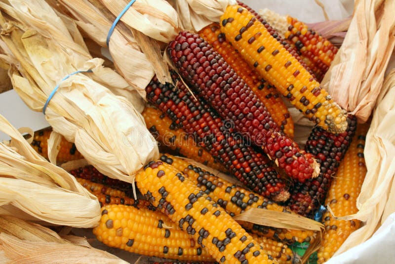 Indian corn stock image. Image of indian, fall, harvest - 61436495