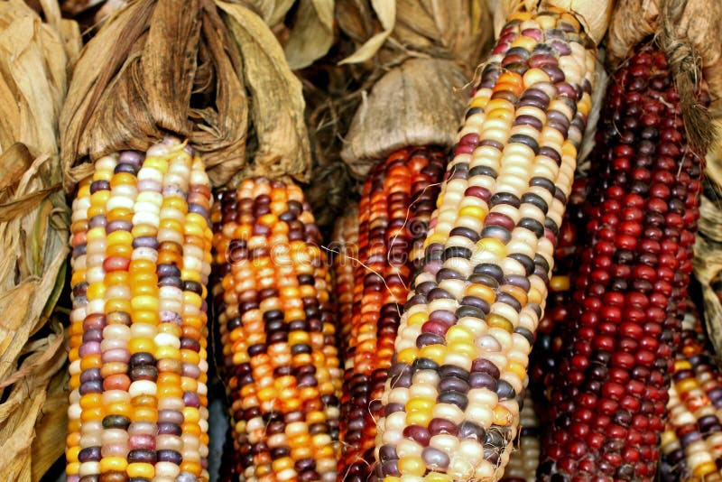 Indian corn stock image. Image of dried, autumn, maze - 61436935