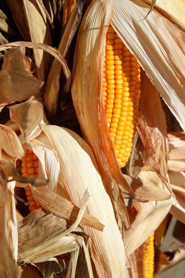 Indian corn stock image. Image of dried, husks, indian - 61437349