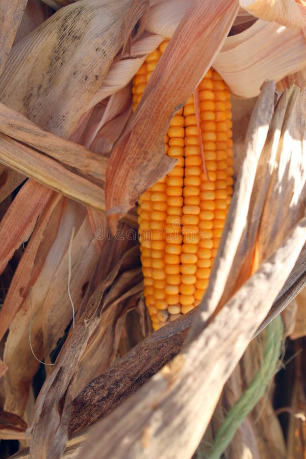 Indian corn stock photo. Image of kernals, dried, colorful - 61437358