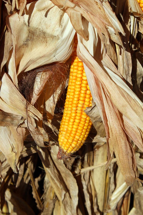 Indian corn stock photo. Image of kernals, dried, seasonal - 61437386
