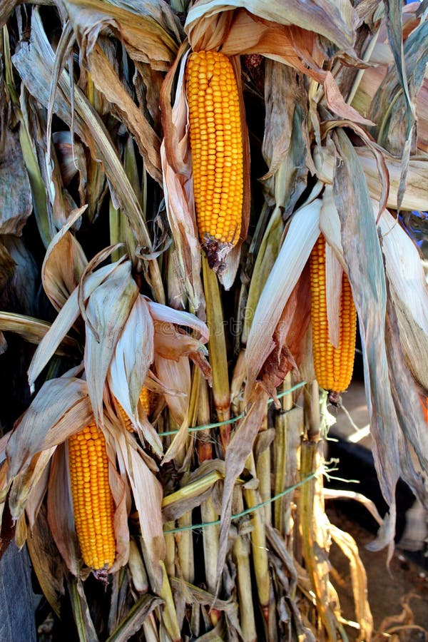 Indian corn stock image. Image of season, indian, seasonal - 61438259
