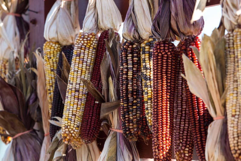 Indian Corn stock image. Image of harvest, colored, colorful - 60764469