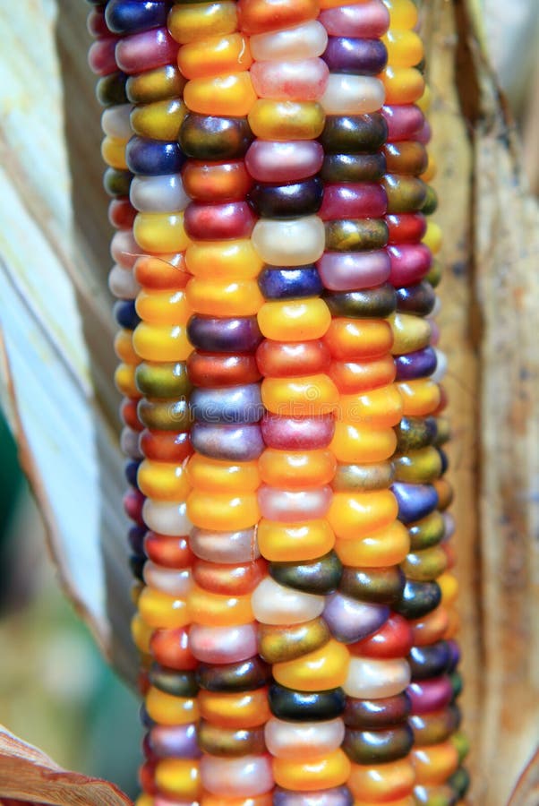 Indian Corn IV stock photo. Image of cheerful, color, harvest - 317074