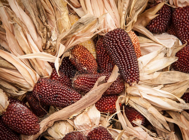 Indian corn stock photo. Image of season, brown, dried - 35653534