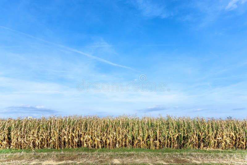 Indian Corn Field in Autumn Stock Photo - Image of germany, corn: 262769498