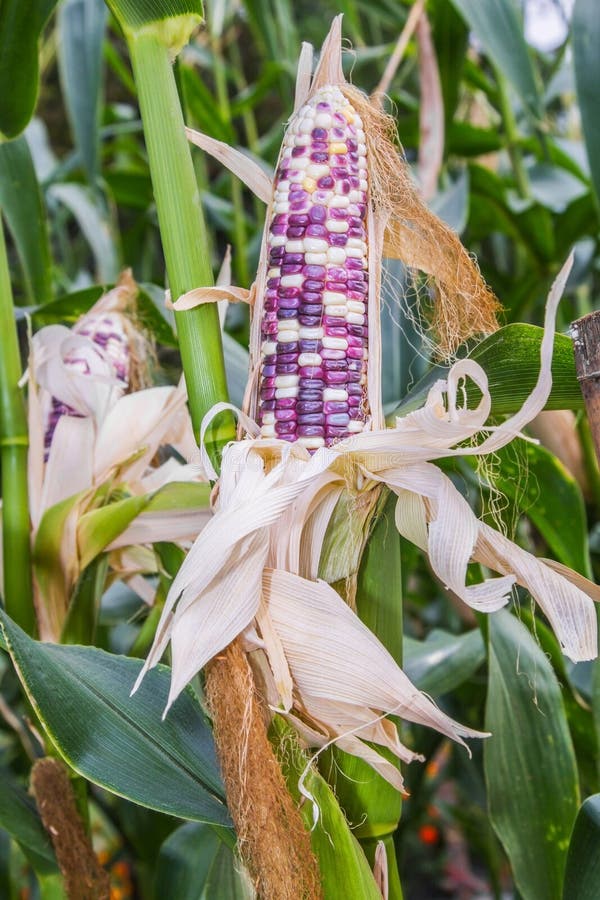 Indian Corn Field. stock photo. Image of colors, cereal - 36722788