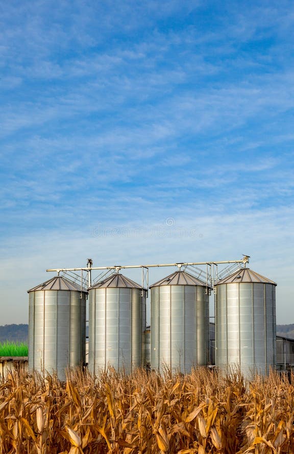 Indian Corn Field with Silo Stock Photo - Image of park, building ...