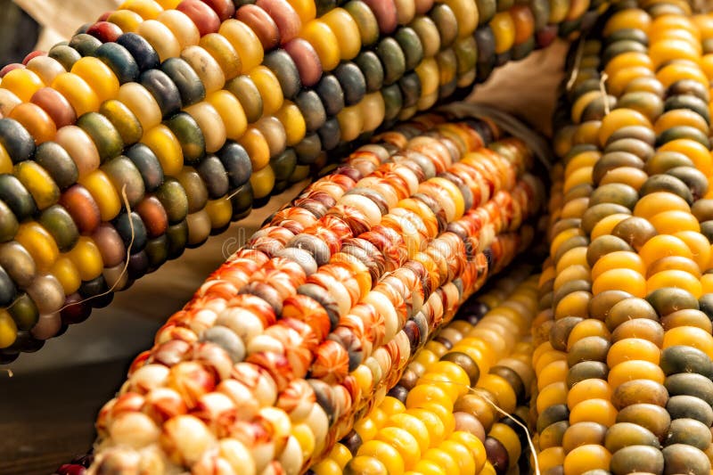 Indian Corn or Flint Corn Close Up Stock Photo - Image of grain ...
