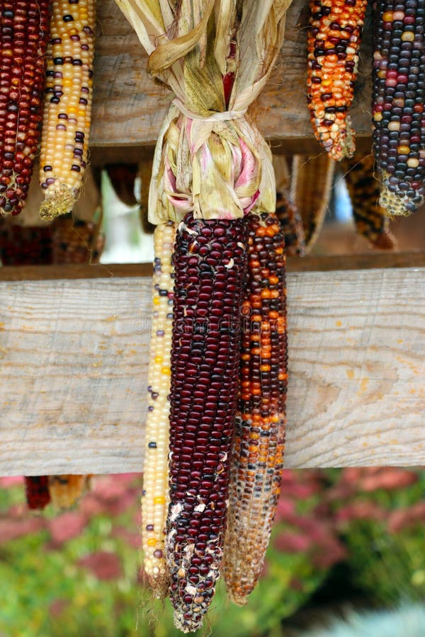 Indiancorn Stock Photos - Free & Royalty-Free Stock Photos from Dreamstime