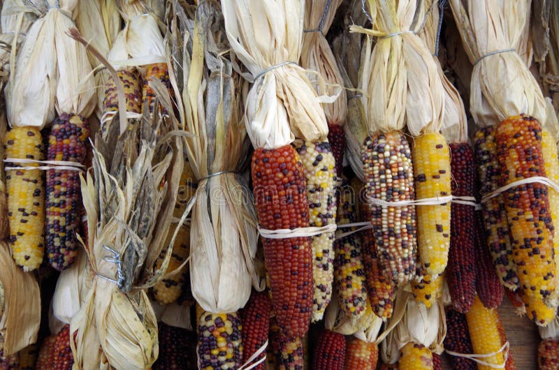 237 Corn Hanging Indian Stock Photos - Free & Royalty-Free Stock Photos ...
