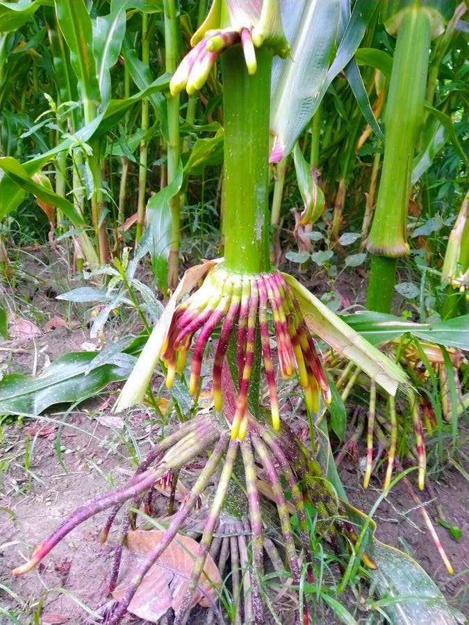 This is a indian corn stock image. Image of good, indian - 180500273