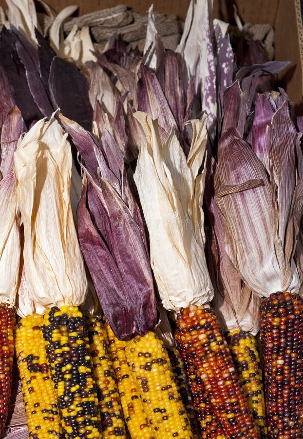 Indian Corn Laying in a Stack Stock Photo - Image of colors, kernels ...