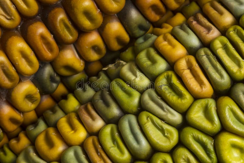 Indian corn stock image. Image of fall, horizontal, seasonal - 21719593