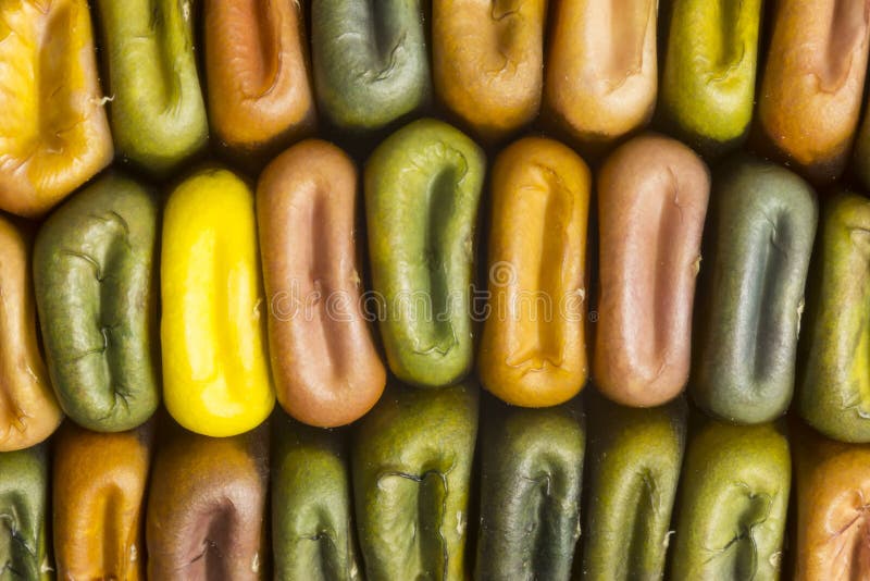 Indian Corn in Candy stock image. Image of dessert, confection - 46065565