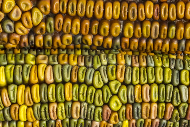 Indian Corn Macro stock photo. Image of fall, nature - 45979136