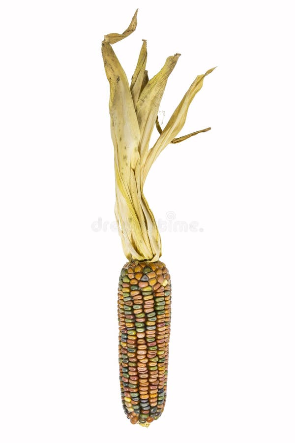 Indian Corn stock photo. Image of harvest, holiday, agriculture - 46268498