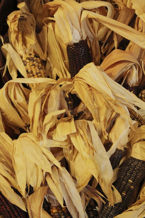 Cowscorn Stock Photos - Free & Royalty-Free Stock Photos from Dreamstime