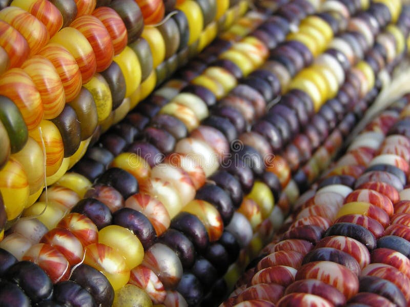 Indian Corn Row stock image. Image of dinner, holiday - 1295959