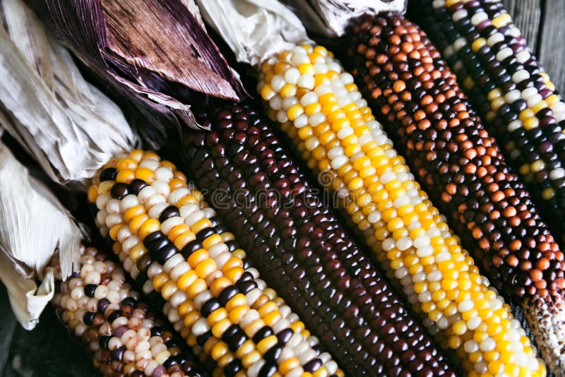 Extreme Closeup of Indian Corn Stalks Stock Image - Image of colorful ...