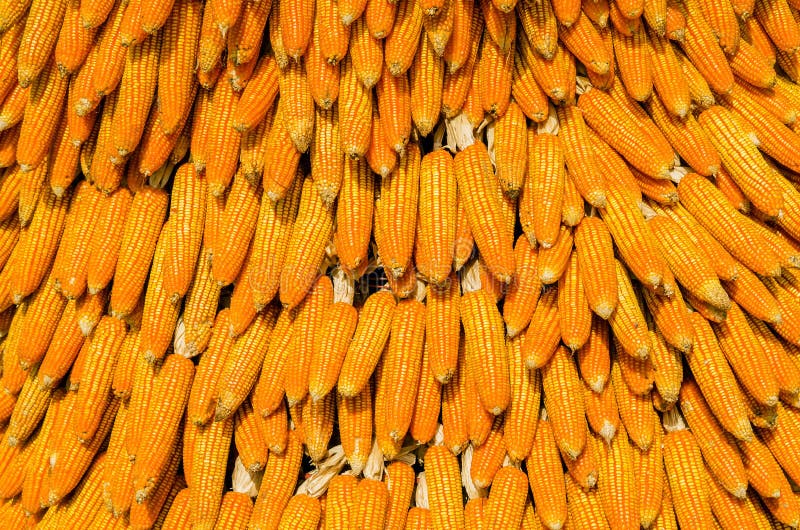Indian corn stock photo. Image of food, kernel, multicolor - 39340118