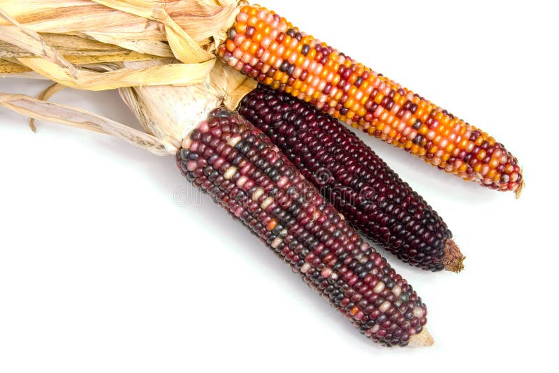 Blue Corn with Stalk on a Bed of Mixed Indian Corn Stock Photo - Image ...