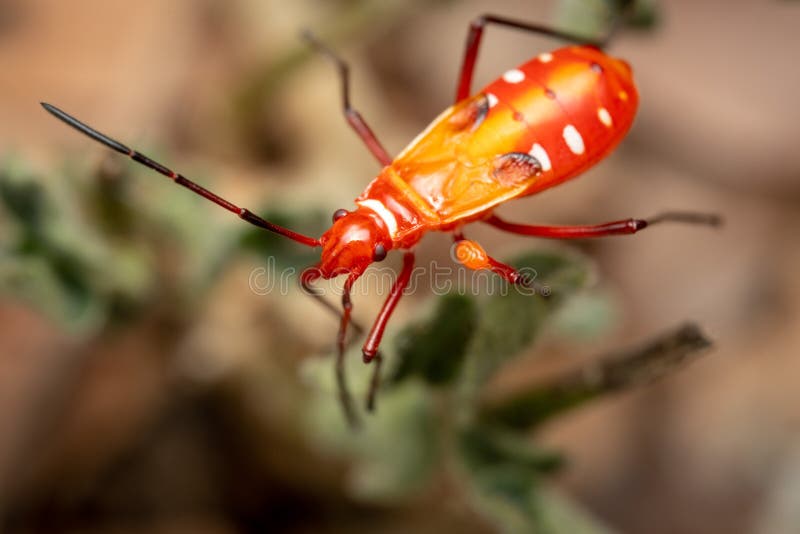 Indian Cotton Stainer stock photo. Image of species - 276985670