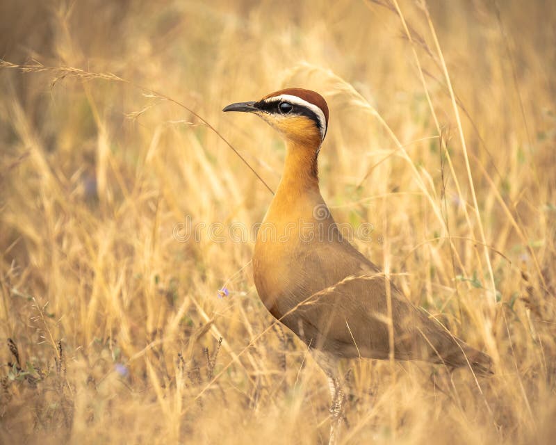 Indian Courser, Cursorius Coromandelicus a Ground Bird Resting on ...