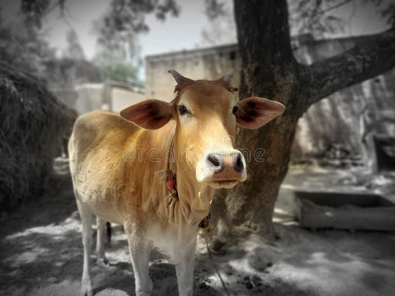 Indian cow ðŸ ® stock image. Image of love, indian, cows - 215959569