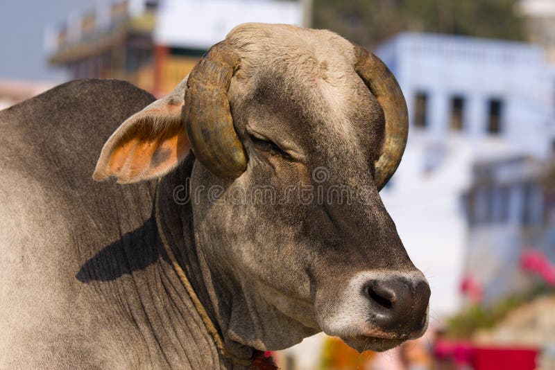 Indian cow stock image. Image of domestic, farming, asia - 28294947