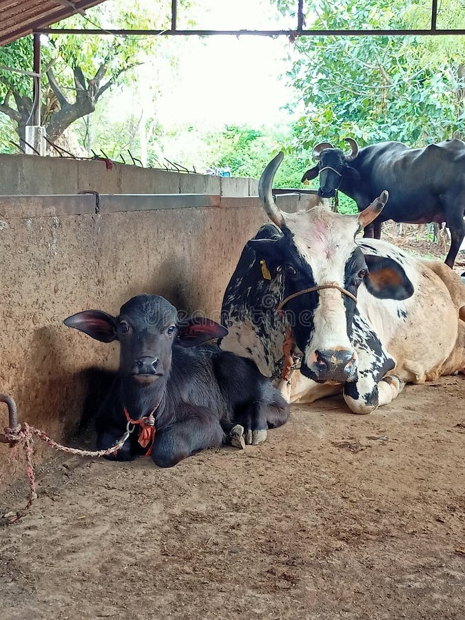 Indian Cow and Baby of Buffalo Sitting. Stock Photo - Image of goats ...
