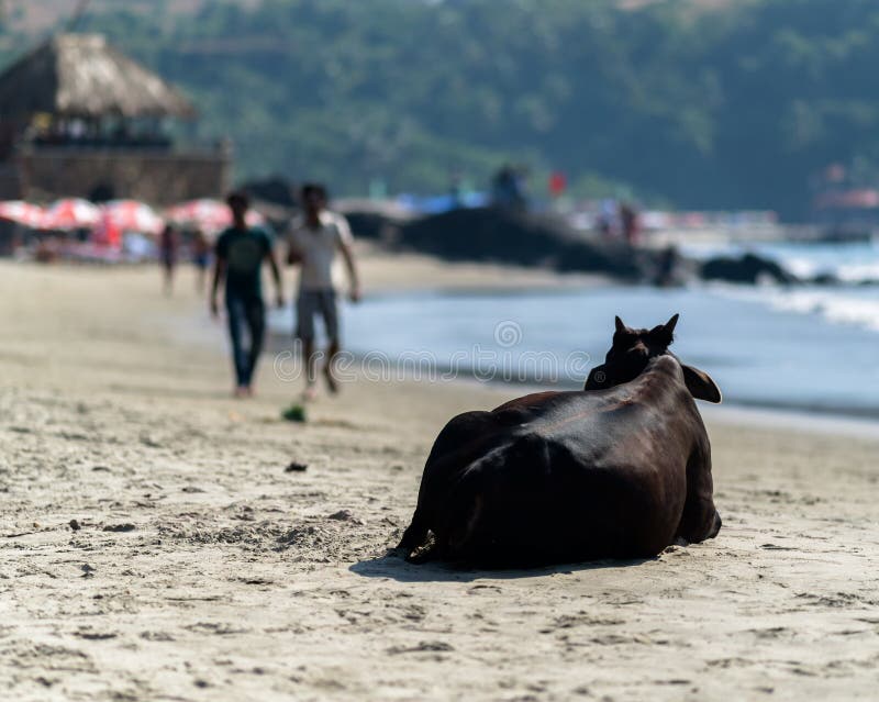 Indian cow on the beach stock image. Image of goan, water - 61666959
