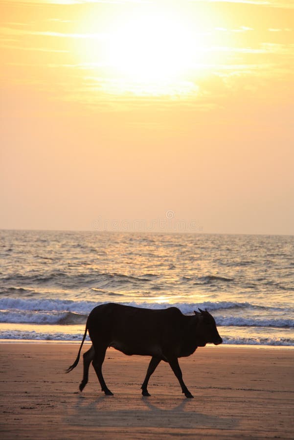 Indian cow on the beach stock image. Image of indian - 64030245