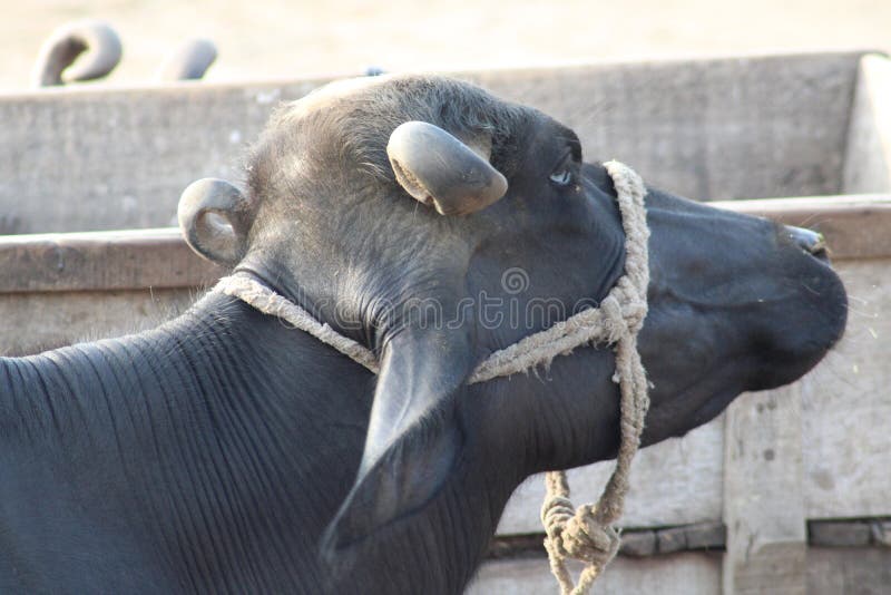 Indian Cow Buffalo a Water Buffalo Stock Photo - Image of bubalus ...