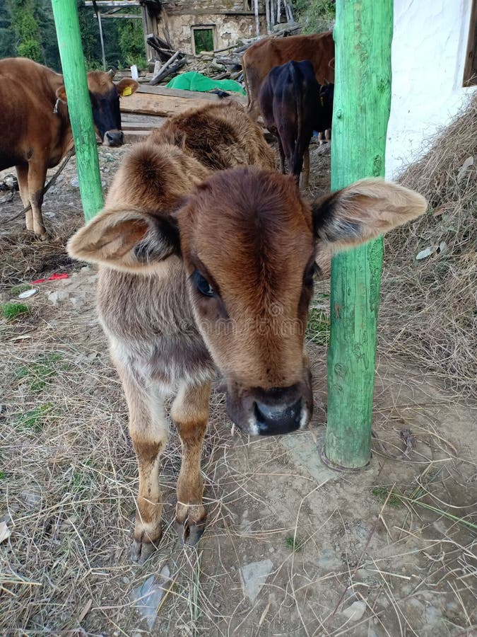 Indian cow calf stock photo. Image of animal, india - 280908492