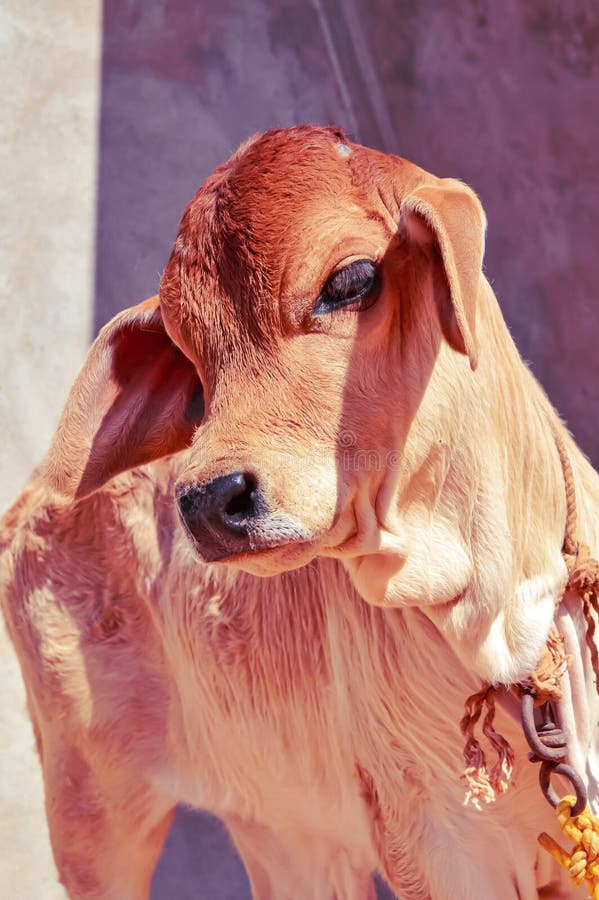 Indian Cow Calf Beautiful View,brown Calf Stock Image - Image of ...