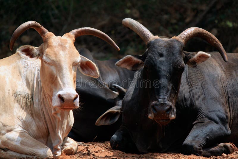 Indian cow stock image. Image of udder, bull, indian - 35910205