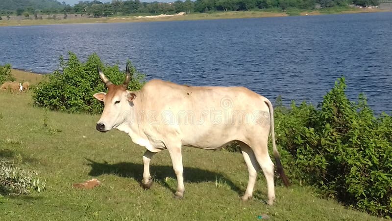 1,536 Indian Dam Photos - Free & Royalty-Free Stock Photos from Dreamstime