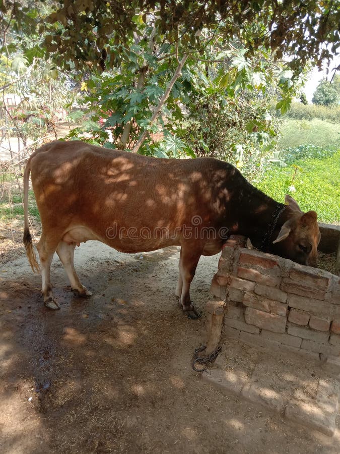 Indian cow stock photo. Image of eating, horn, tree - 210082068