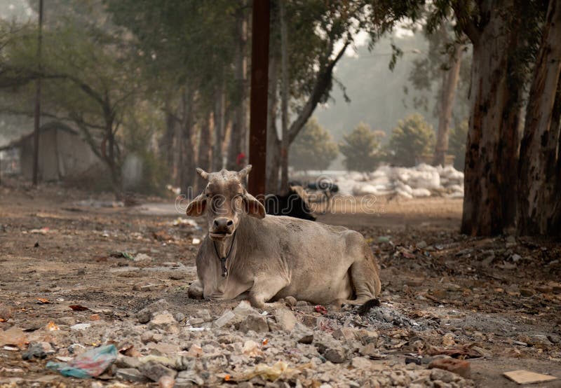 Indian cow eating garbage stock photo. Image of animals - 25707832