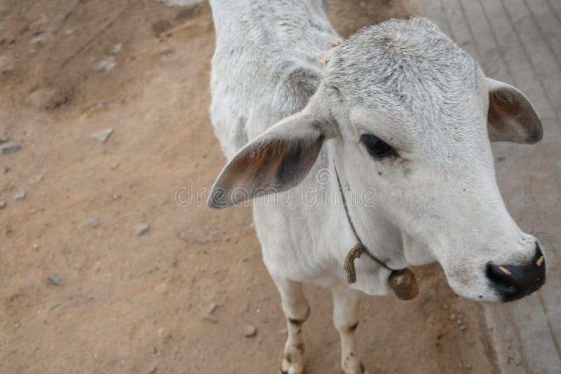 Indian Cow, Cow Farming, Animal Group, Stock Image - Image of group ...