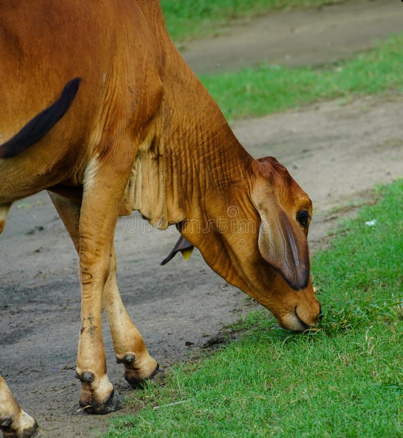 Indian Cow Image Hungry Eating Grass Stock Photo - Image of cartoon ...